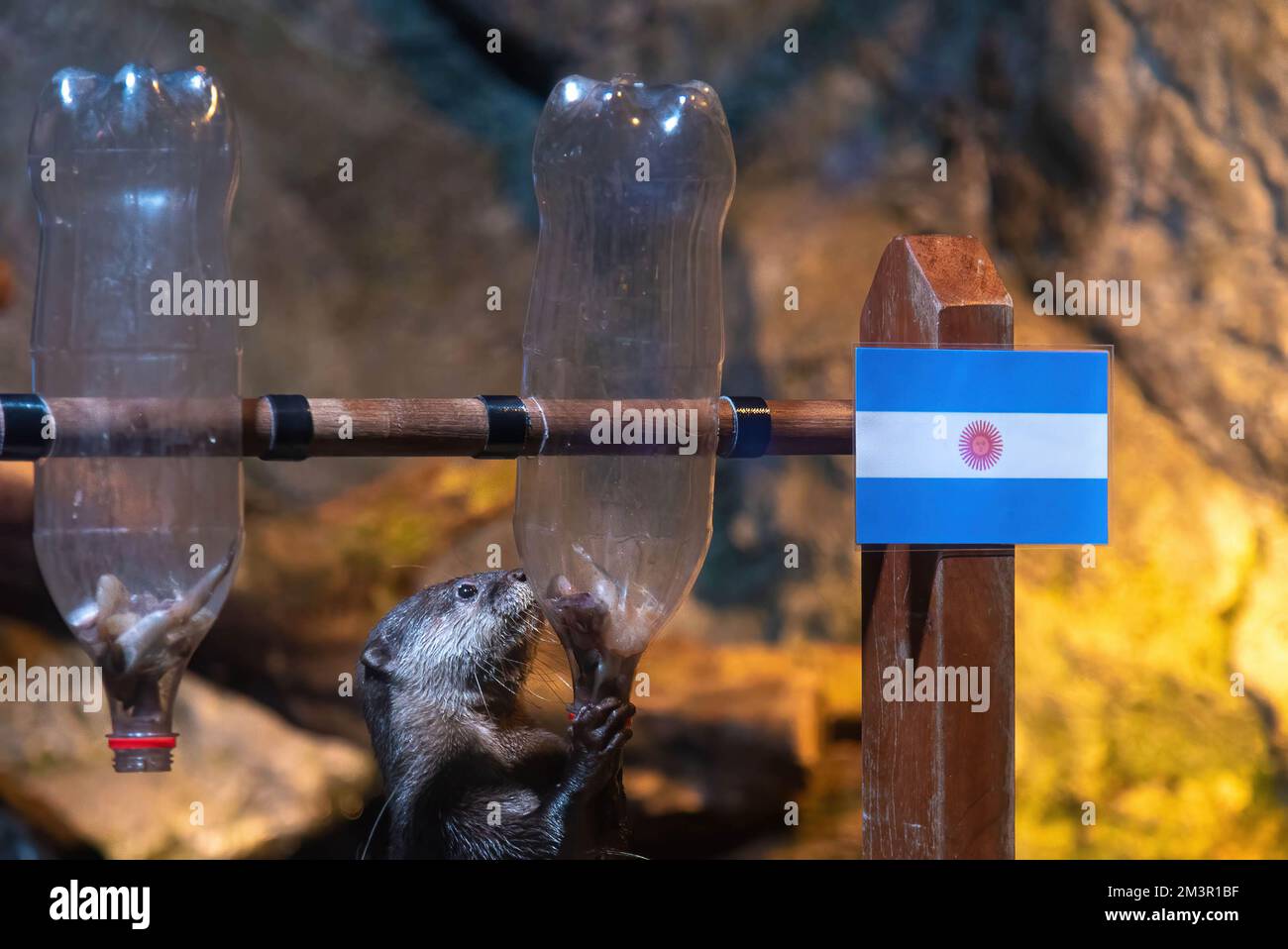 Bangkok, Thailand. 16th Dec, 2022. An otter seen trying to eat fish ...