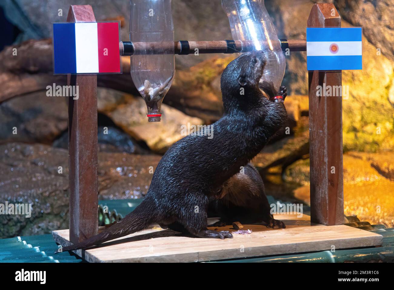 Bangkok, Thailand. 16th Dec, 2022. Otters seen trying to eat fish from ...