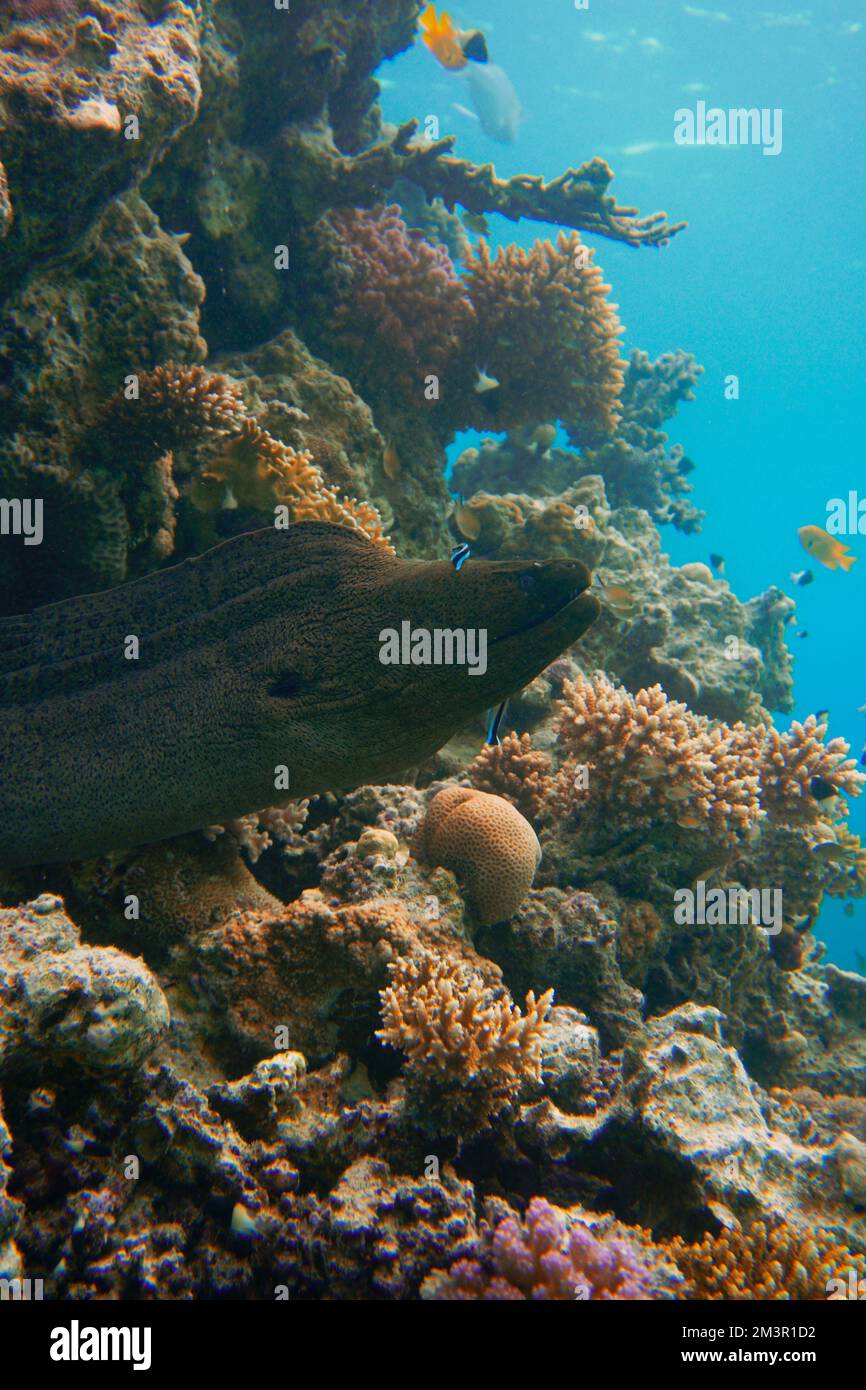 A large, big moray eel with large sharp teeth hiding in the colourful ...