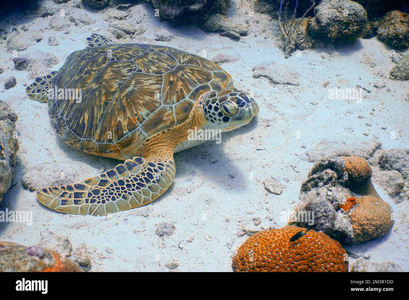 Beautiful Green Sea Turtle Swimming In The Caribbean Sea. Blue Water ...