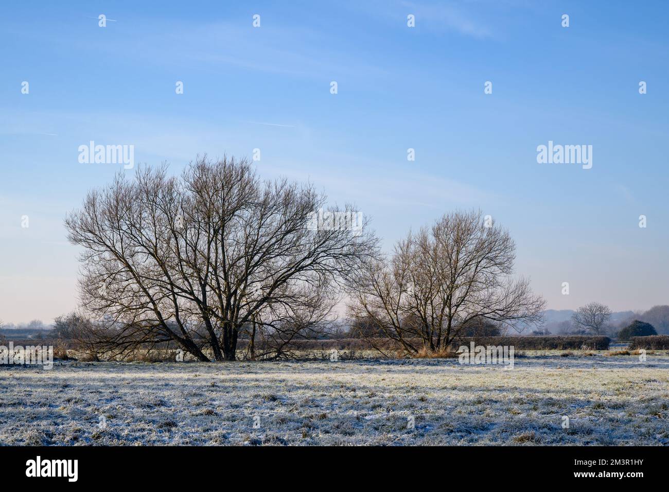 Meadow and trees with snow Stock Photo - Alamy