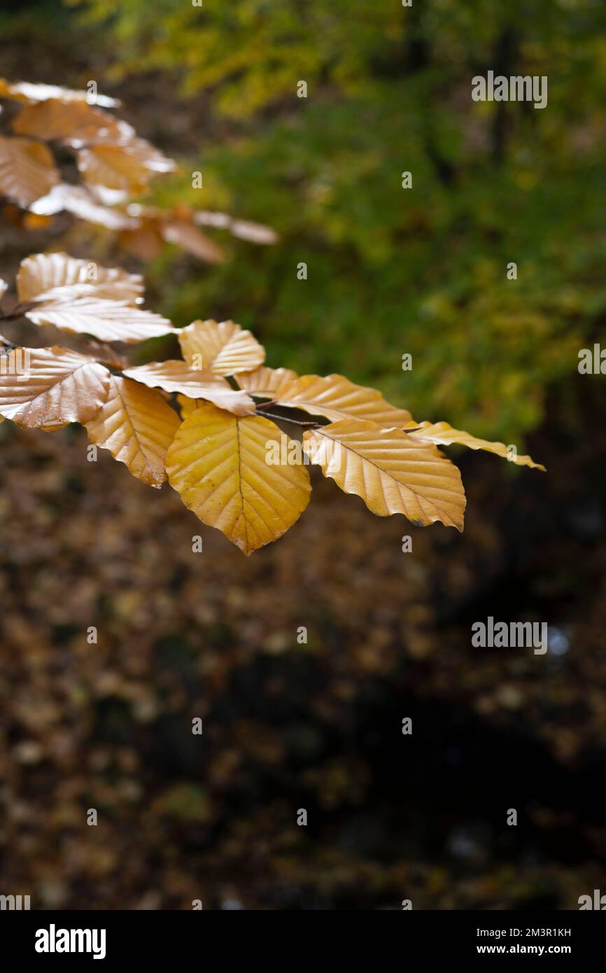 A vertical shot of beautiful autumn leaves on the blurry background ...