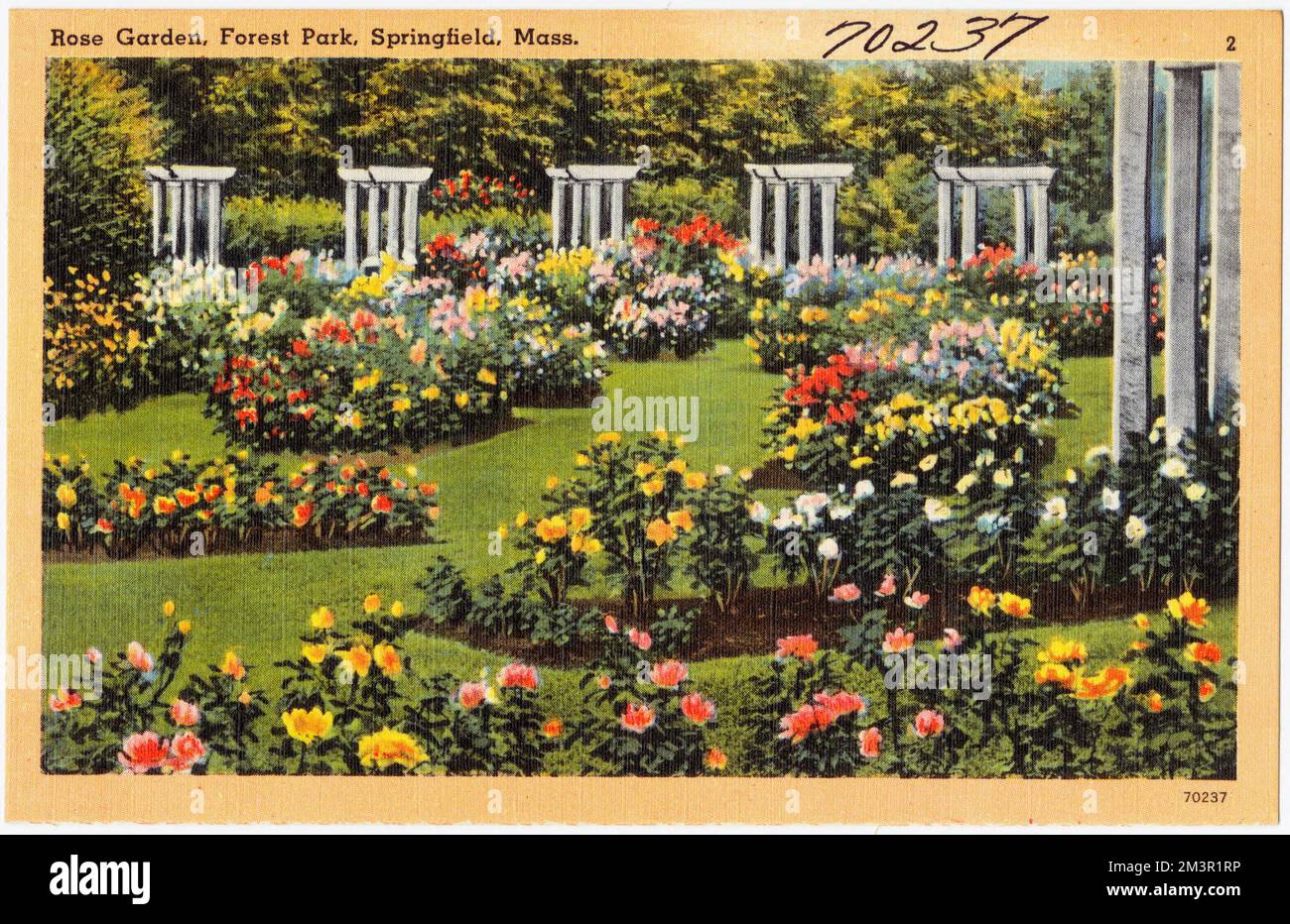 Rose gardens, Forest Park, Springfield, Mass. , Roses, Gardens, Parks ...