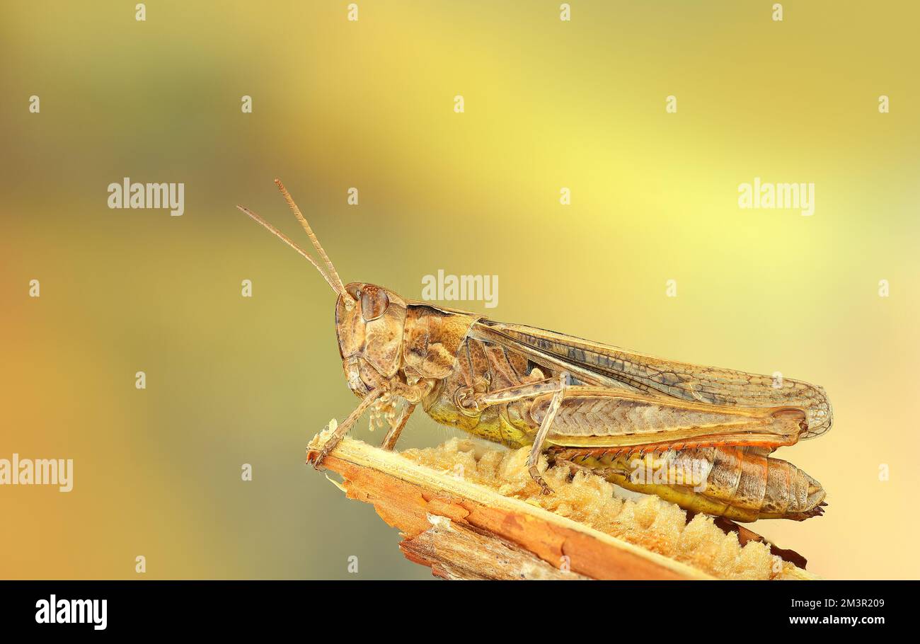 cricket on the stem and colored background Stock Photo - Alamy