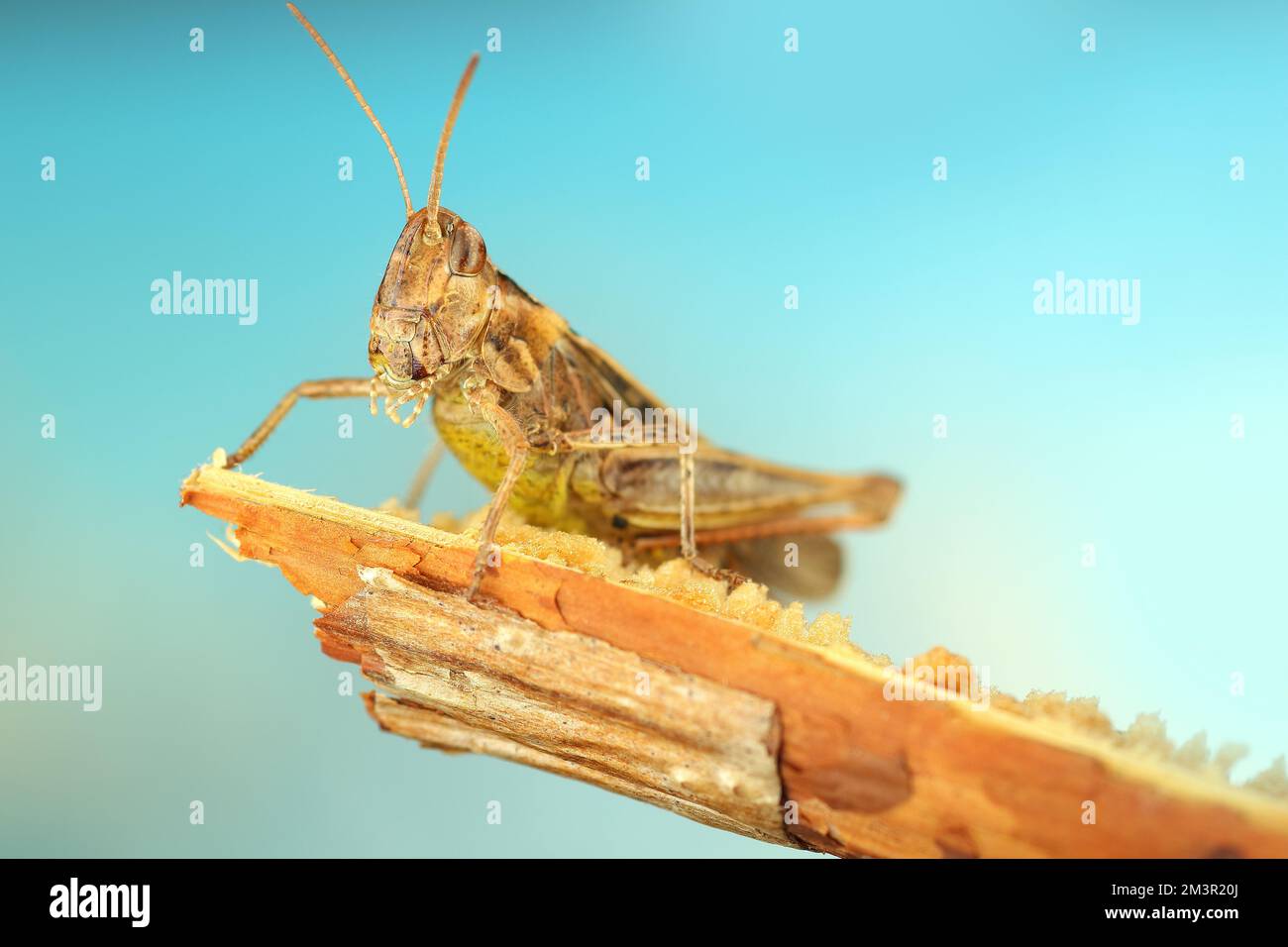 cricket on the stem and colored background Stock Photo - Alamy