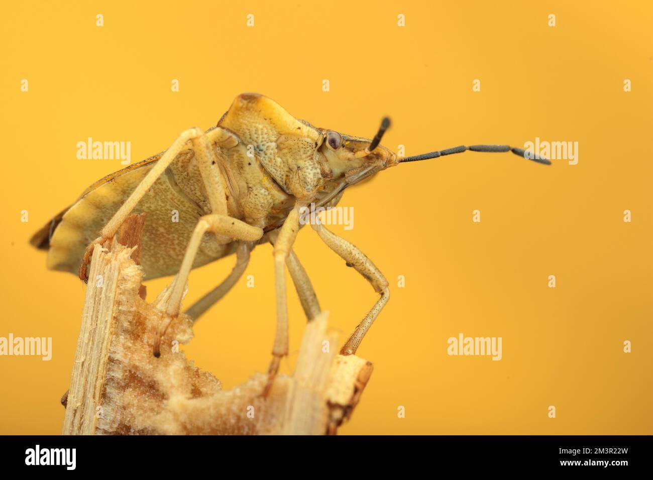 little insect on a twig and yellow background Stock Photo - Alamy