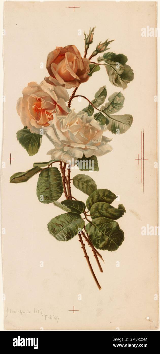 Roses , Roses. Louis Prang & Company Collection Stock Photo - Alamy