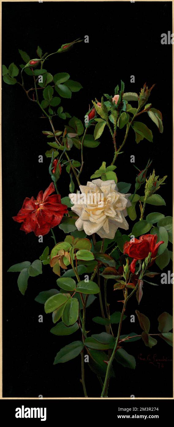 Roses and buds , Roses. Louis Prang & Company Collection Stock Photo ...