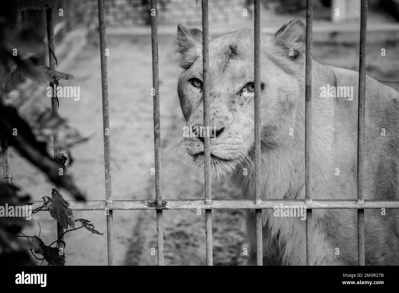 Zoo lion cage hi-res stock photography and images - Alamy