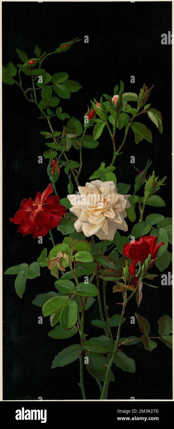 Roses and buds , Roses. Louis Prang & Company Collection Stock Photo ...