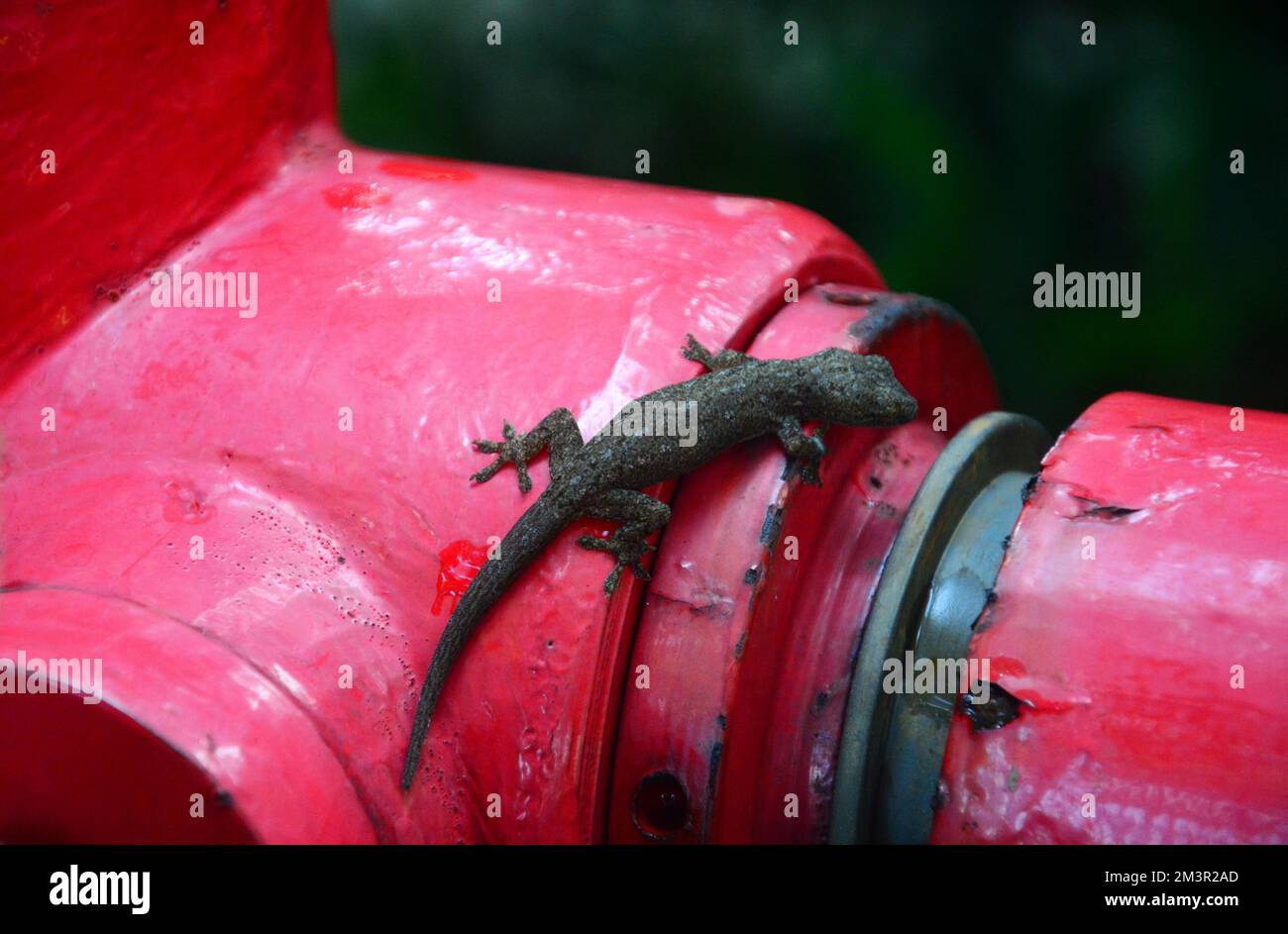 a dark colored lizard on a red background Stock Photo - Alamy