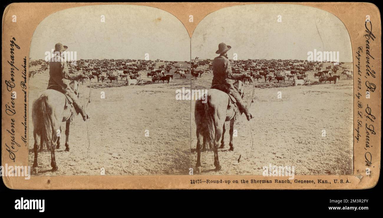 Round-up on the Sherman ranch, Genesee, Kan., U.S.A. , Cattle ranches ...