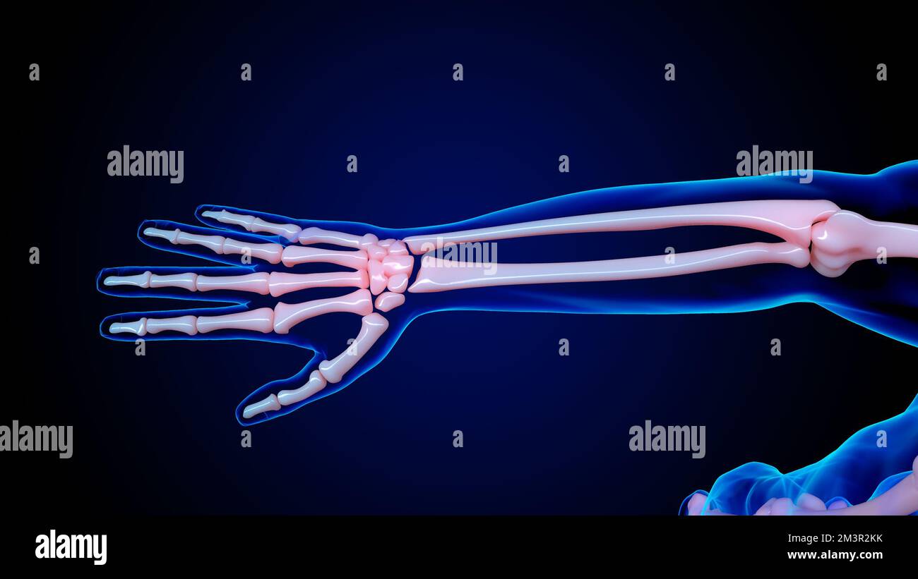 human skeleton anatomy hand bones for medical concept 3D illustration ...