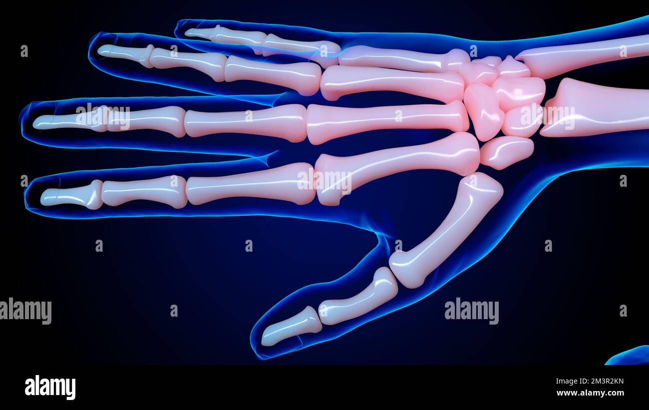 human skeleton anatomy hand bones for medical concept 3D illustration ...