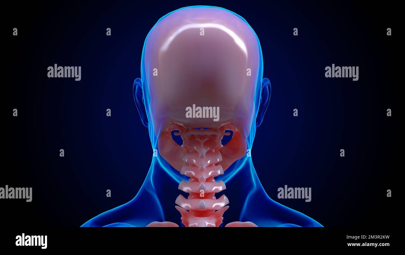 human skeleton anatomy skull bones for medical concept 3D illustration ...