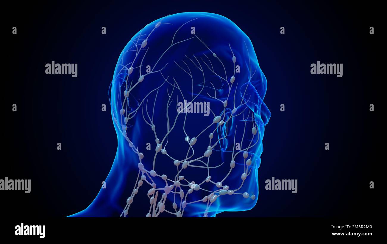 Human lymph nodes anatomy for medical concept 3D illustration Stock ...