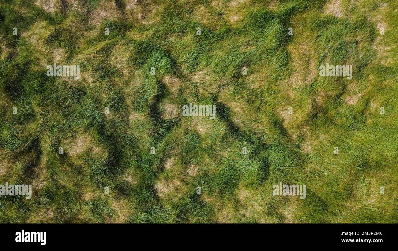 Thick green grass, full frame. Green vegetation as a background. View ...