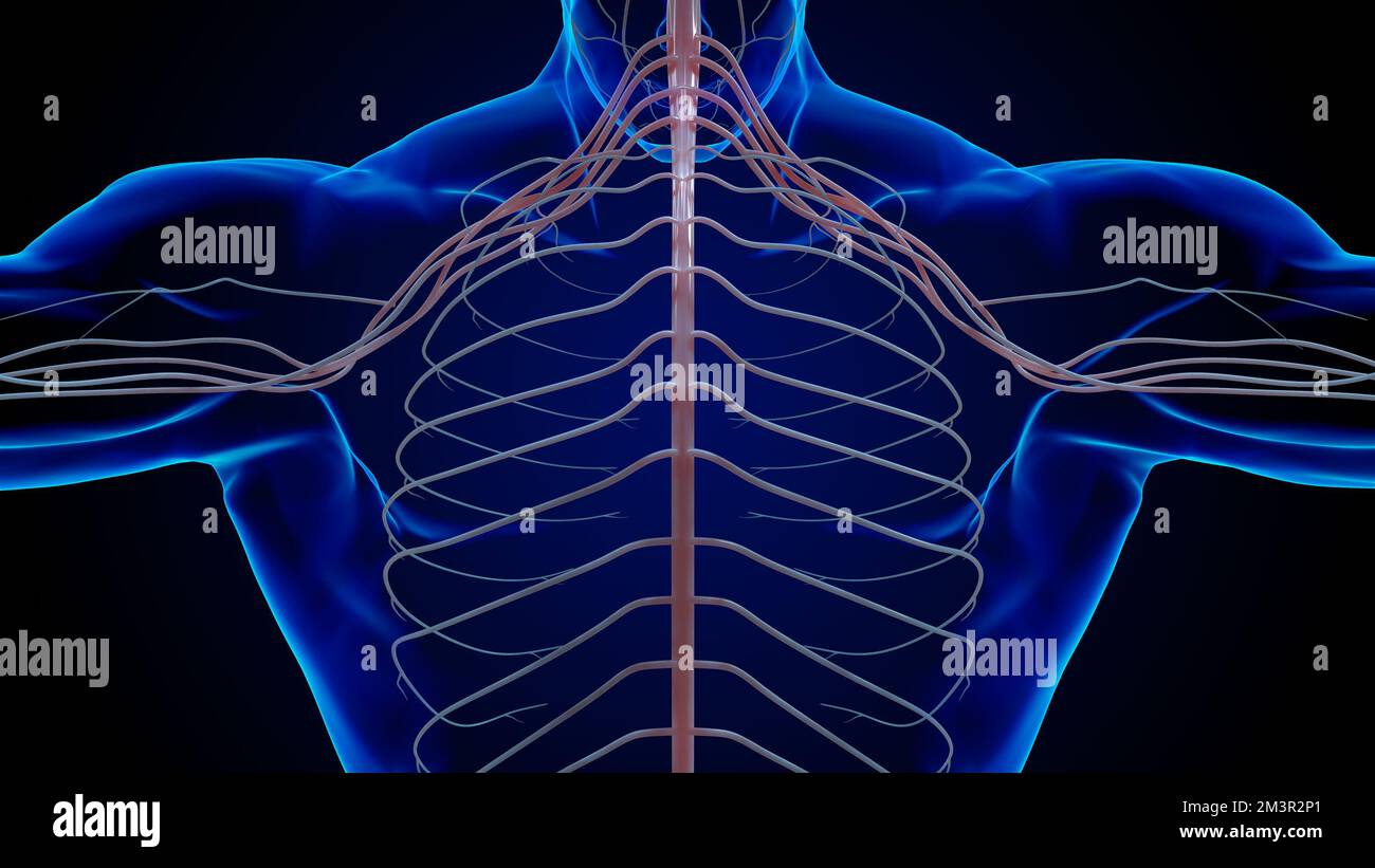 Human nervous system anatomy for medical concept 3D illustration Stock ...