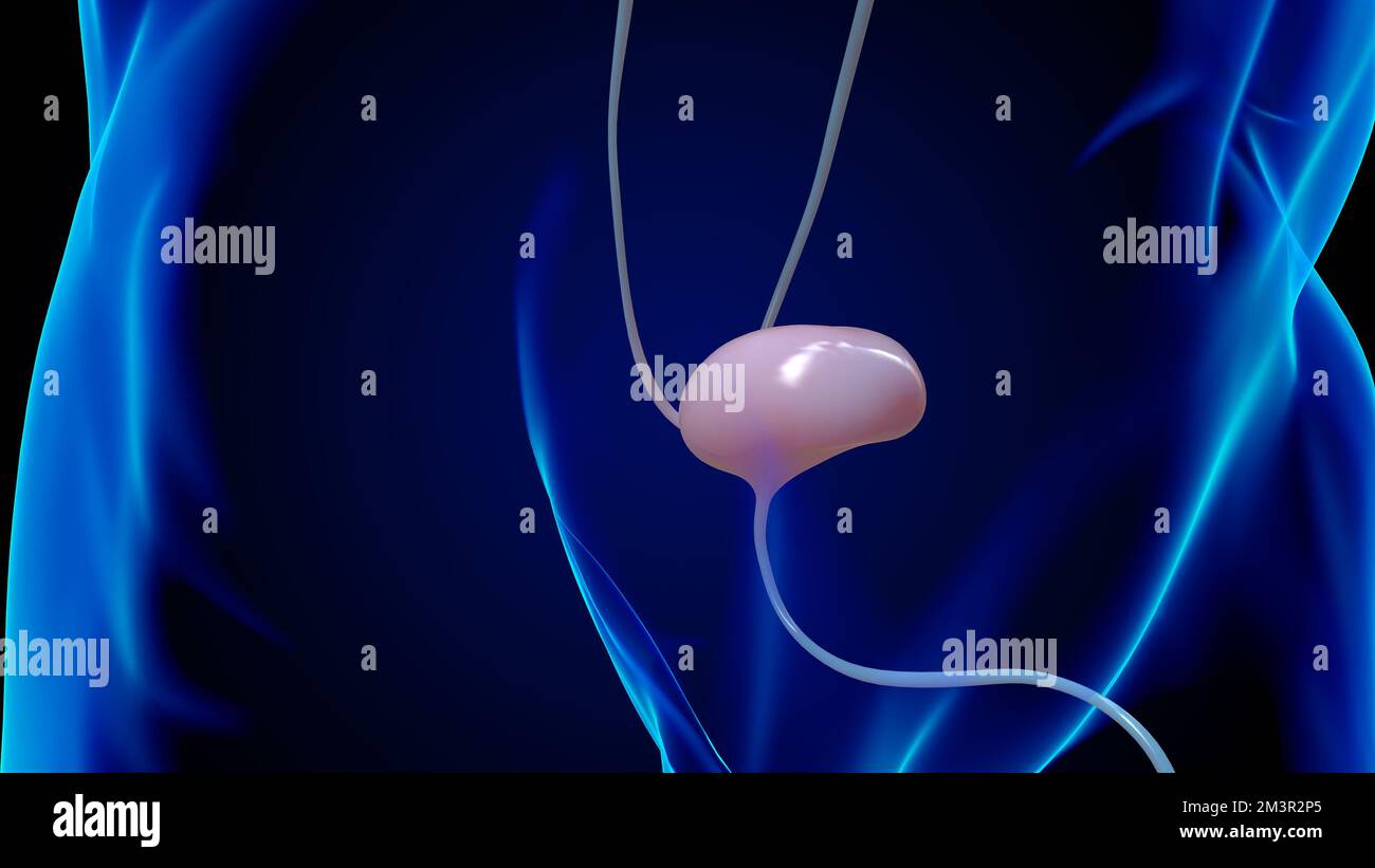 Human urinary bladder anatomy for medical concept 3D illustration Stock Photo - Alamy