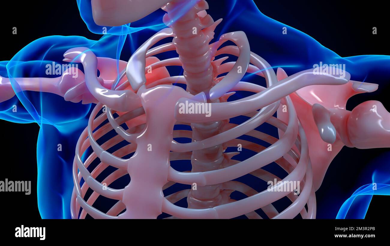 human skeleton anatomy clavicle bones for medical concept 3D ...