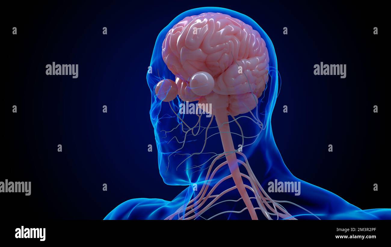 Human brain anatomy for medical concept 3D illustration Stock Photo - Alamy