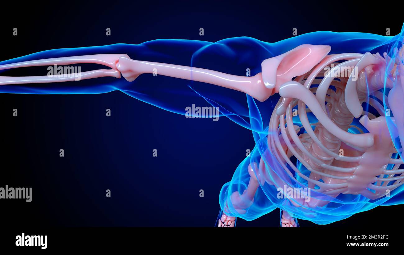 human skeleton anatomy shoulder joint bones for medical concept 3D ...
