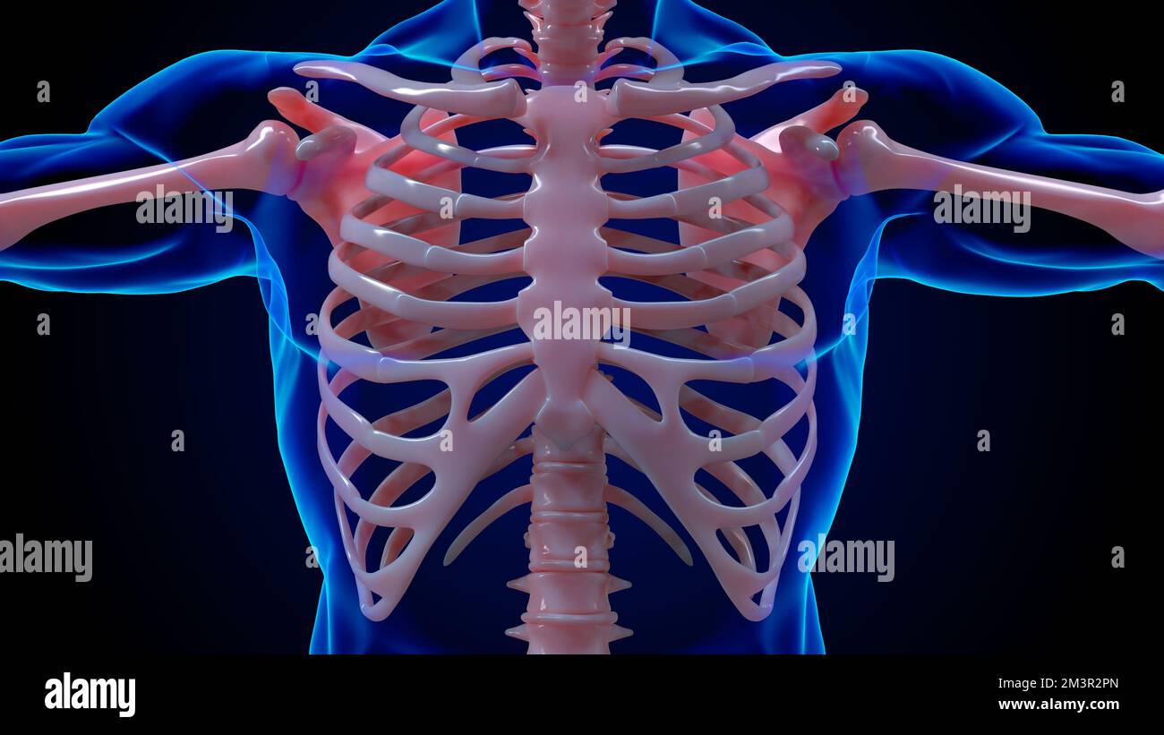 human skeleton anatomy rib bones for medical concept 3D illustration ...