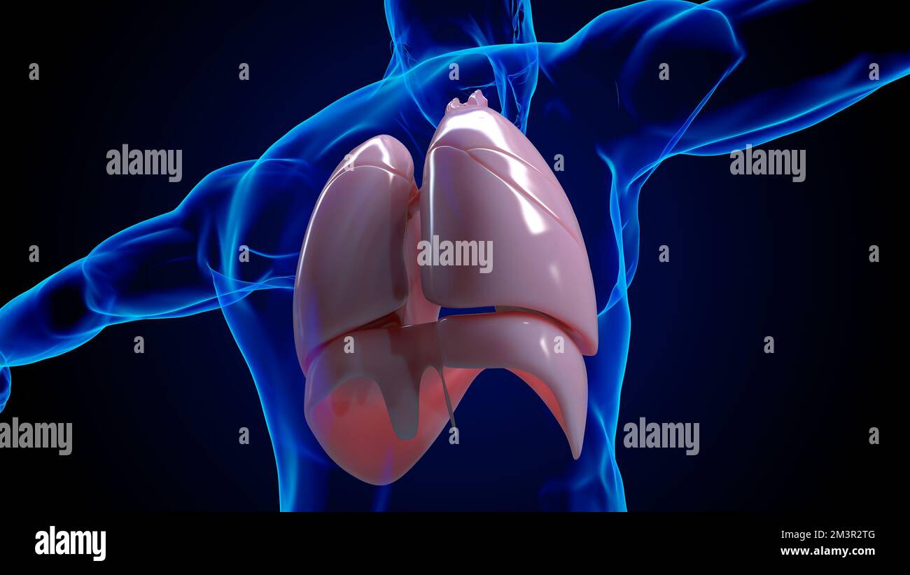 human lungs anatomy for medical concept 3D illustration Stock Photo - Alamy