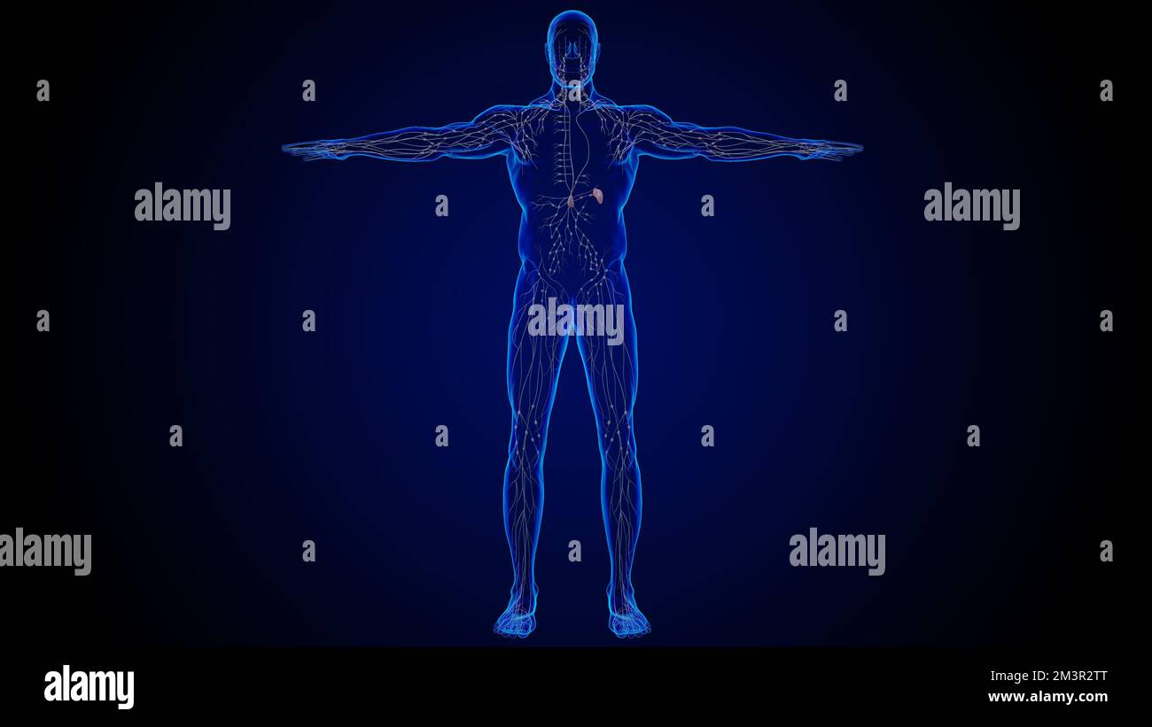 Human lymph nodes anatomy for medical concept 3D illustration Stock ...