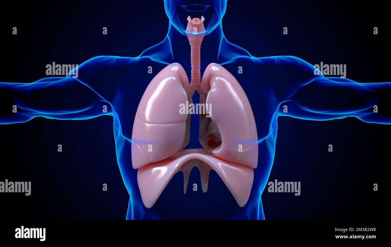 human lungs anatomy for medical concept 3D illustration Stock Photo - Alamy