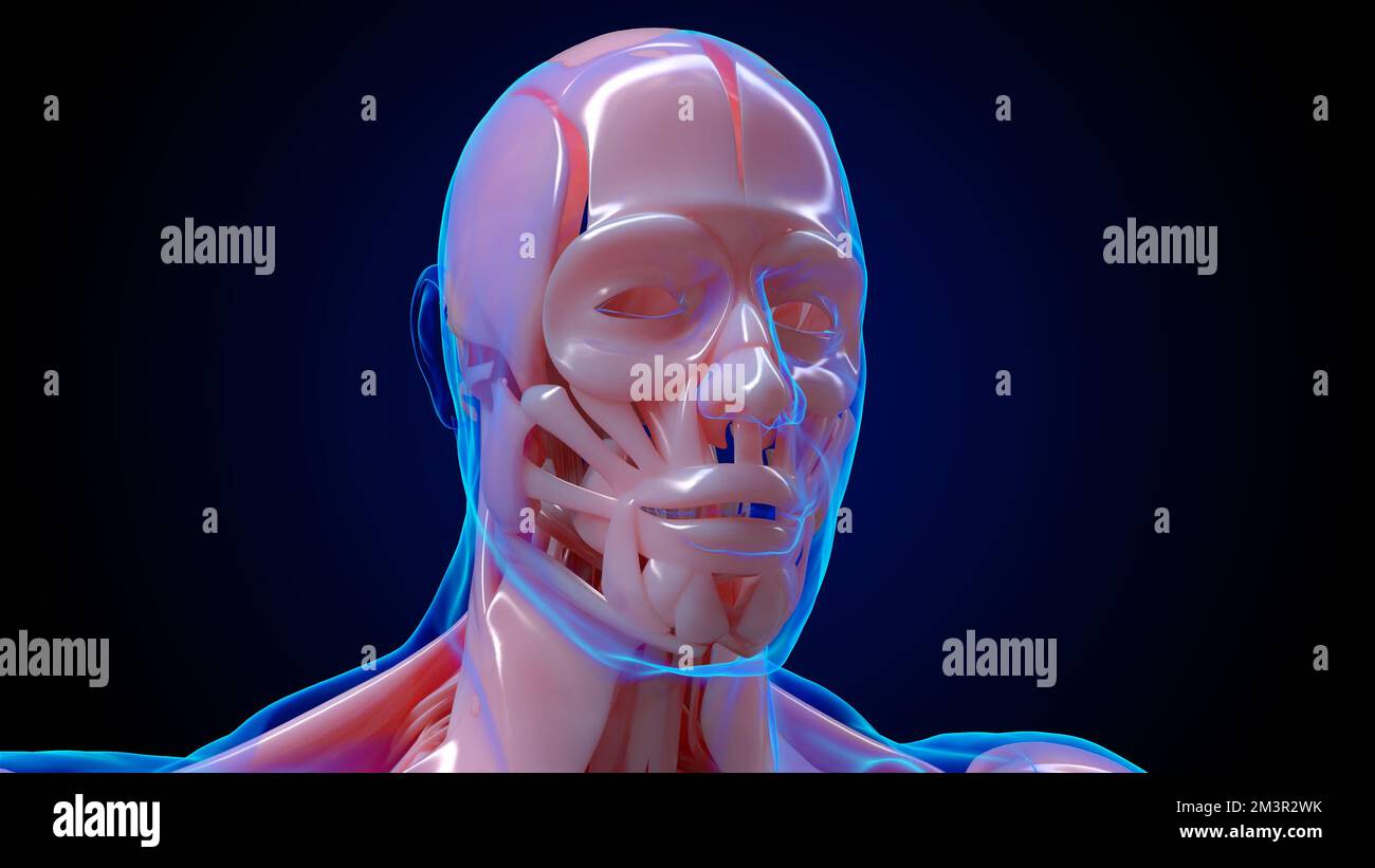 muscular system is an organ system responsible for providing strength ...