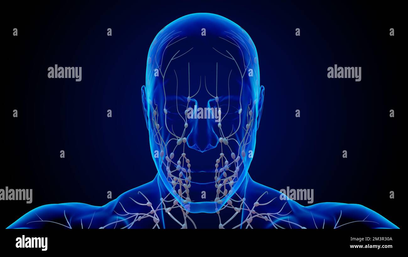 Human lymph nodes anatomy for medical concept 3D illustration Stock ...