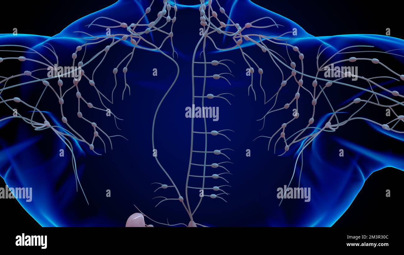 Human lymph nodes anatomy for medical concept 3D illustration Stock ...