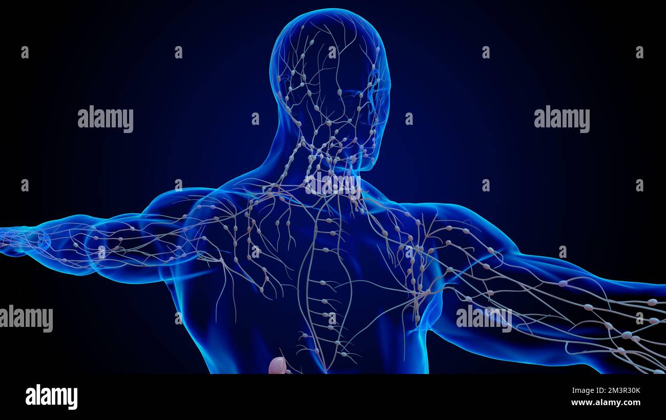 Human lymph nodes anatomy for medical concept 3D illustration Stock ...