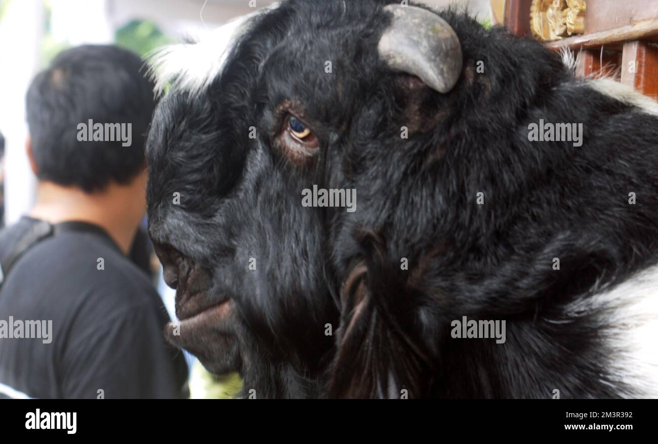 close up portrait of a goat Stock Photo - Alamy