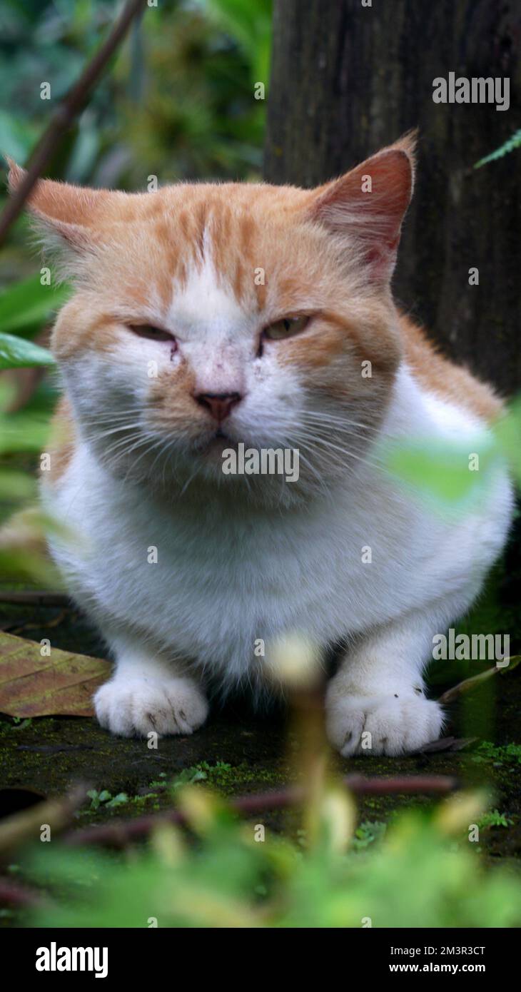 Portrait kitten in wild hi-res stock photography and images - Alamy
