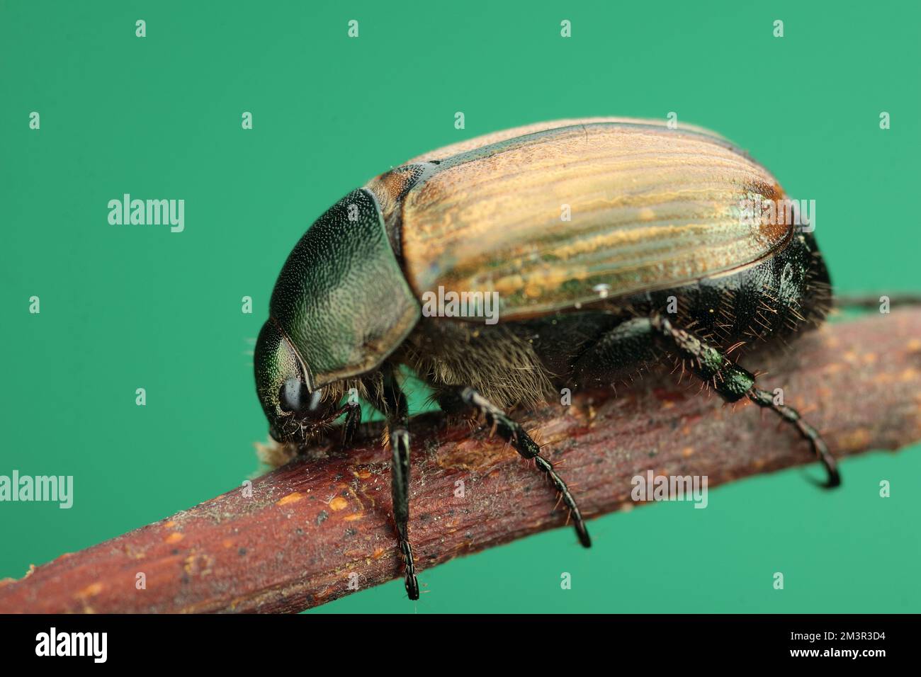 gardener's destroyer on a stick and a colorful background Stock Photo ...