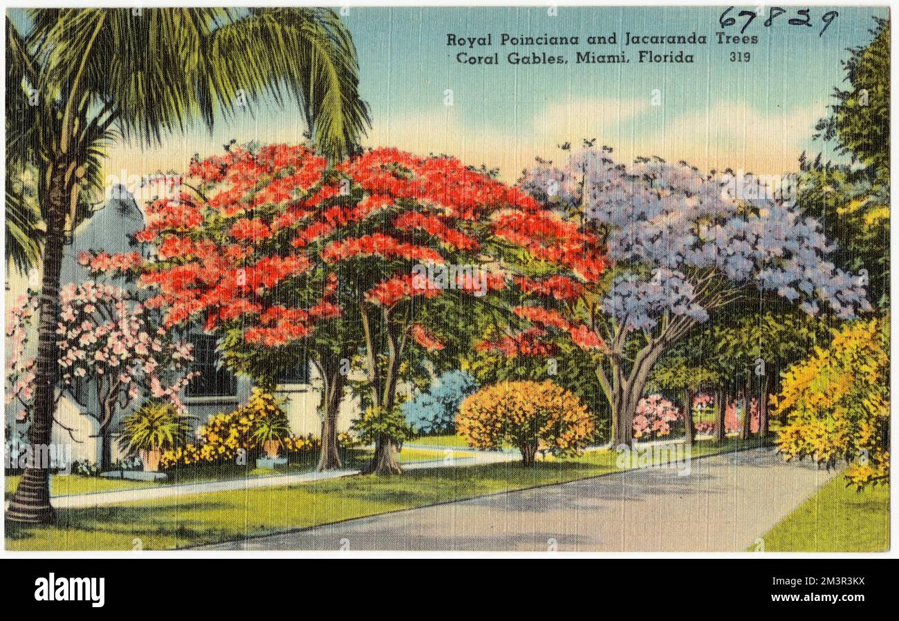 Royal poinciana jacaranda trees hi-res stock photography and images - Alamy