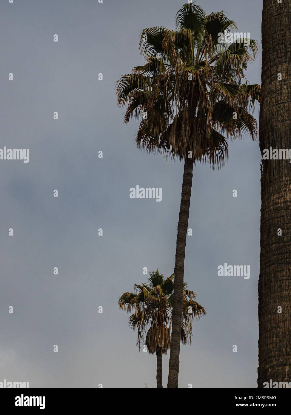 A vertical shot of palm trees in a row against the blue sky in the ...