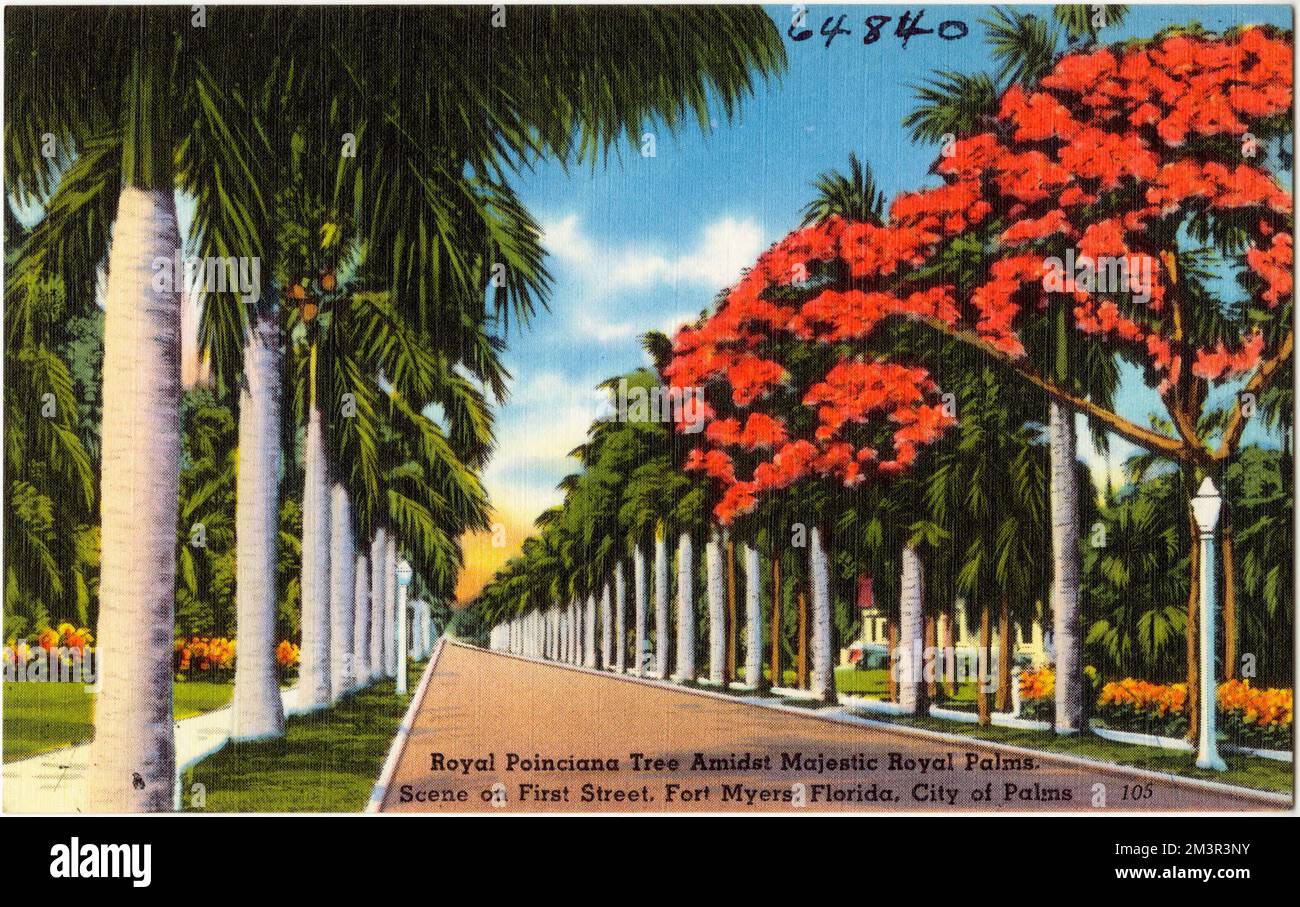 Royal Poinciana tree amidst majestic Royal Palms, Scene on First Street ...