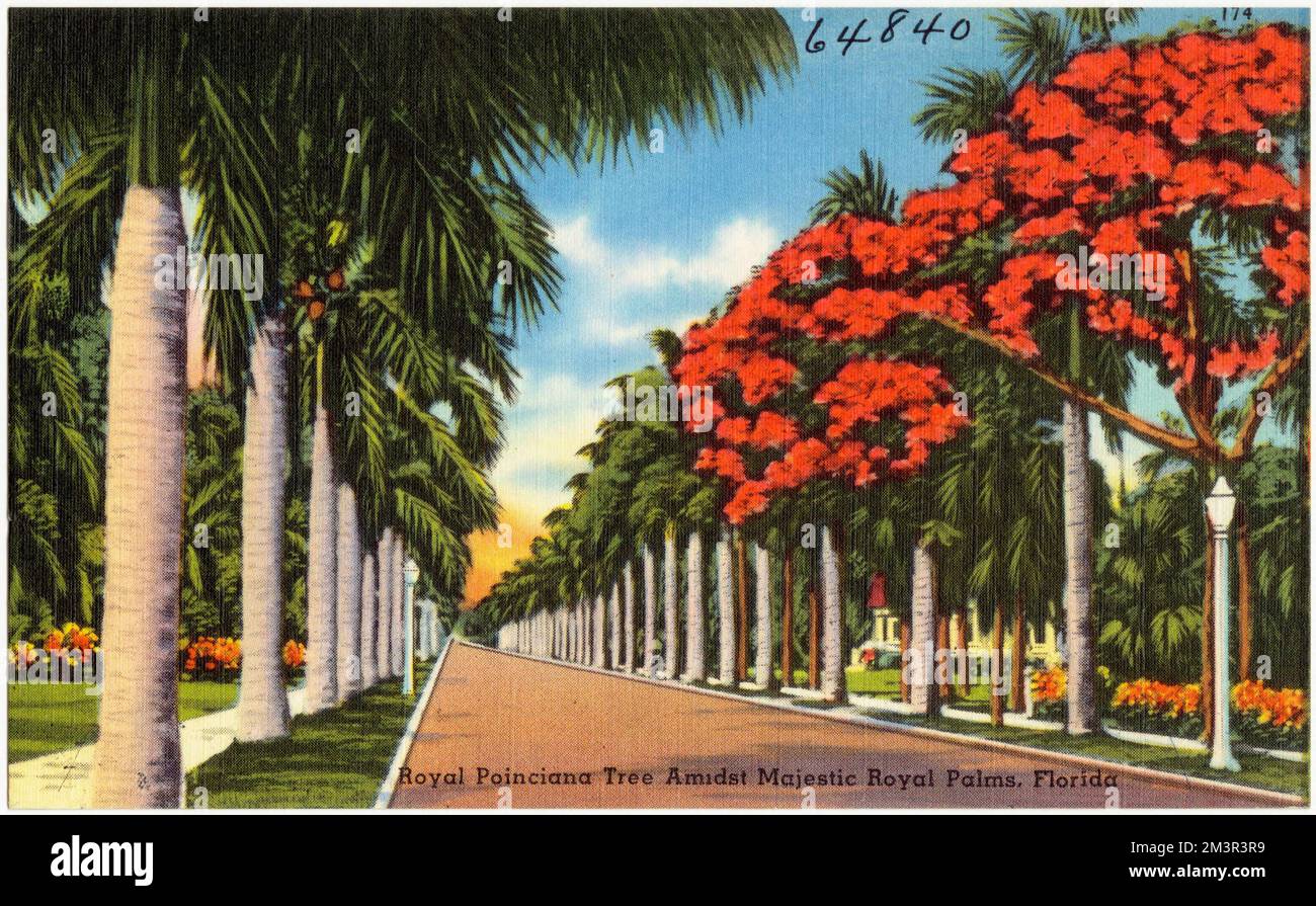 Royal Poinciana tree amidst majestic royal palms, Florida , Tichnor ...