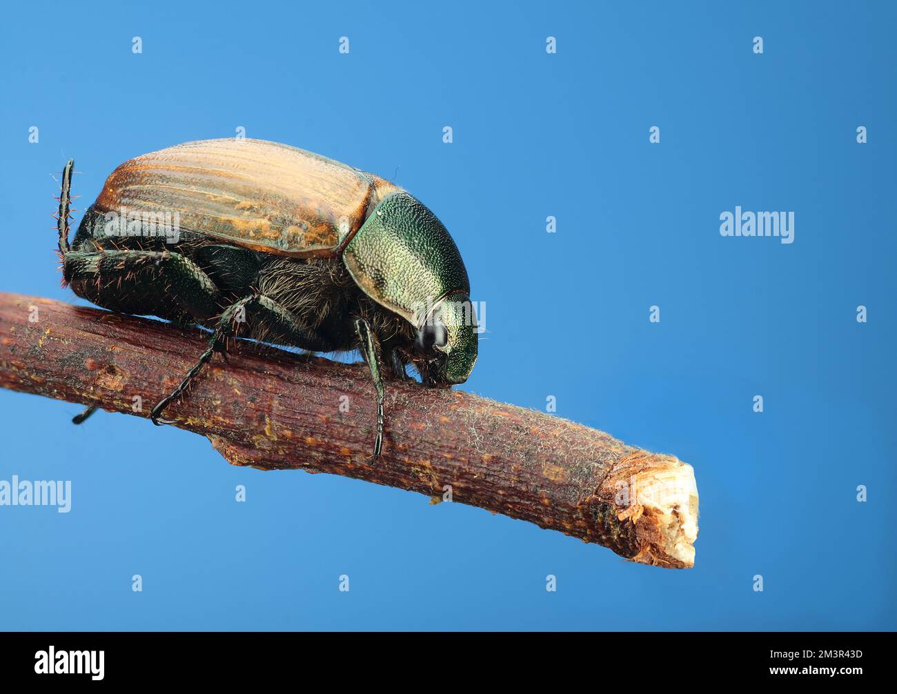 Large insect on stick hi-res stock photography and images - Alamy