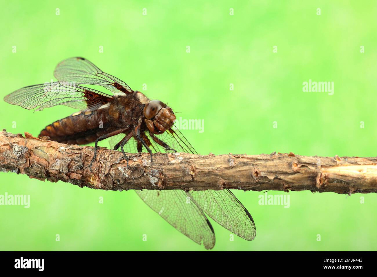 Flat-bellied dragonfly on a twig and a yellow background Stock Photo ...