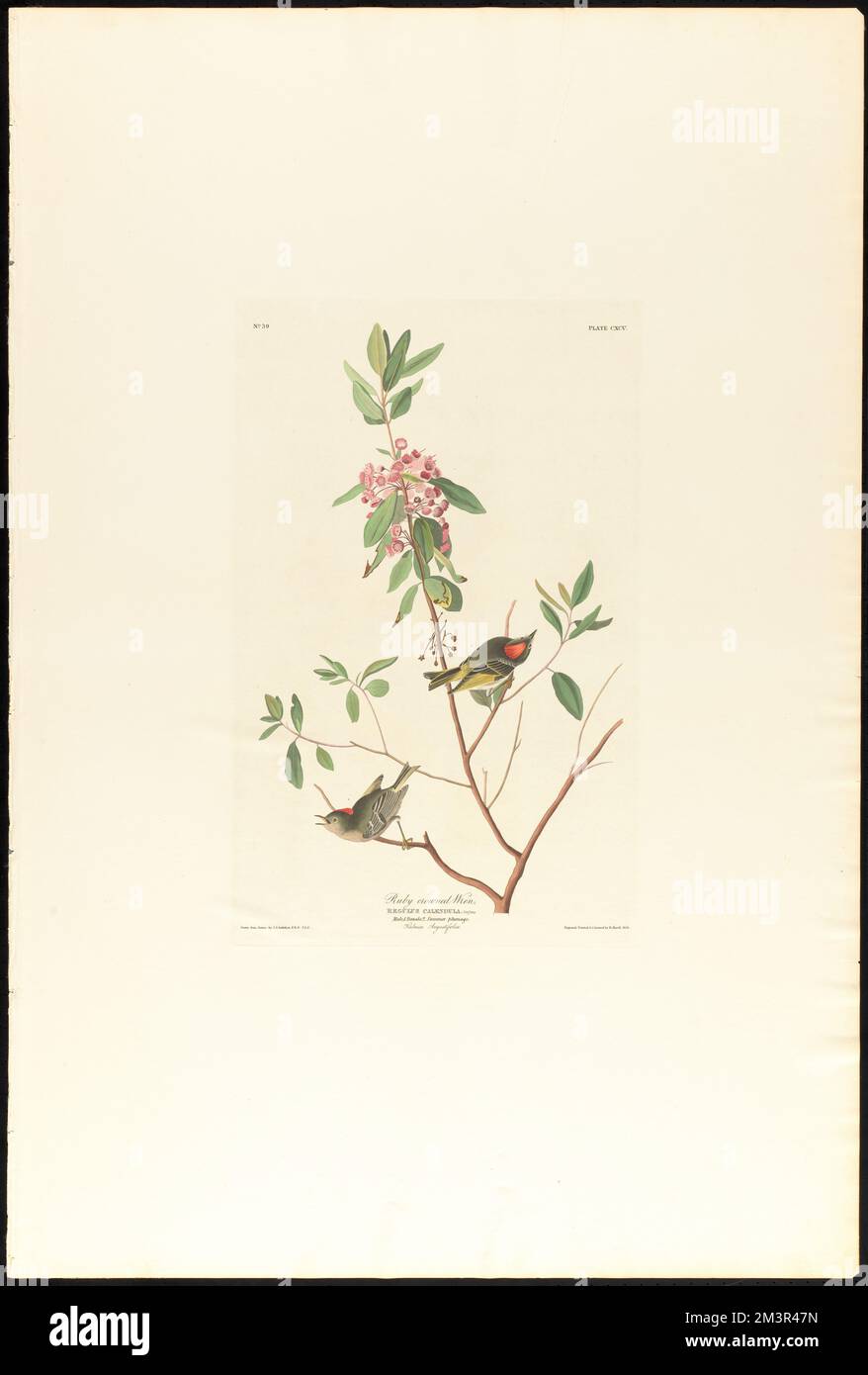 Ruby crowned wren : Regulus calendula, Stephens. Male, 1. Female, 2 ...