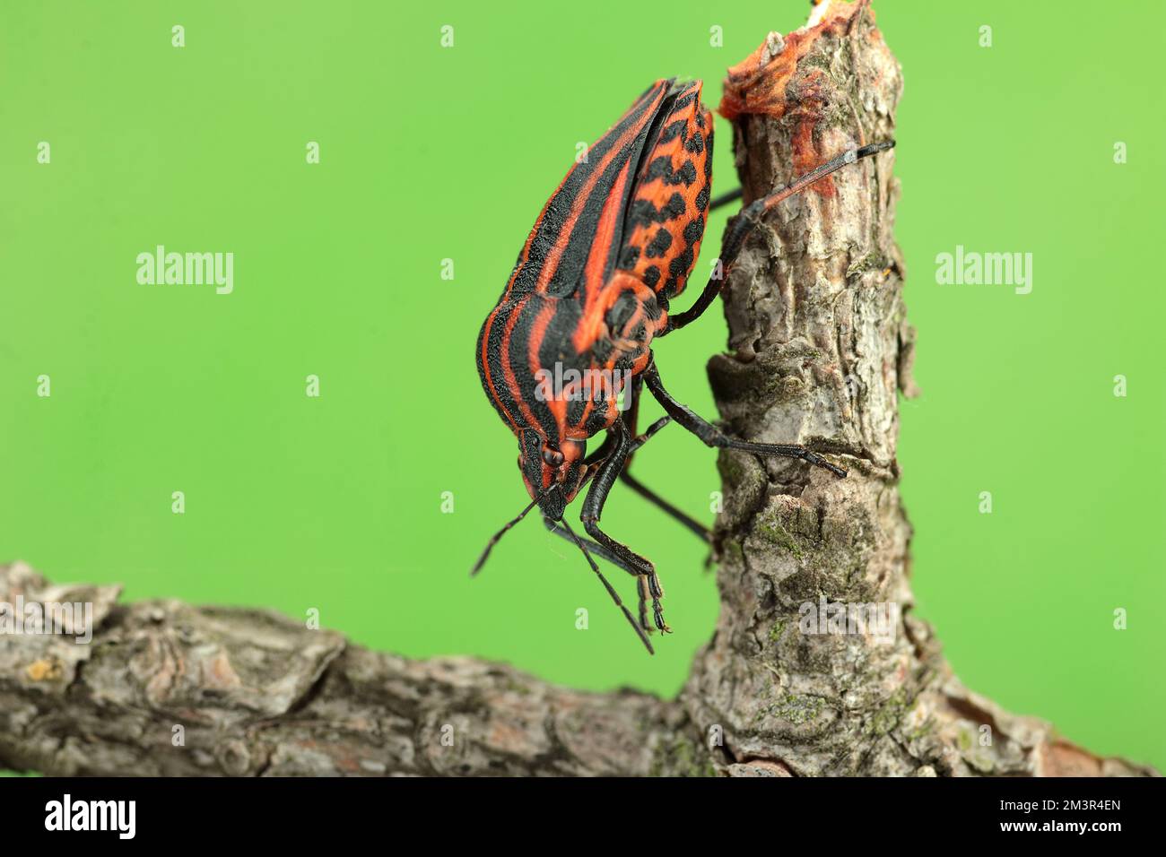 red bug on a stick and a green background Stock Photo - Alamy