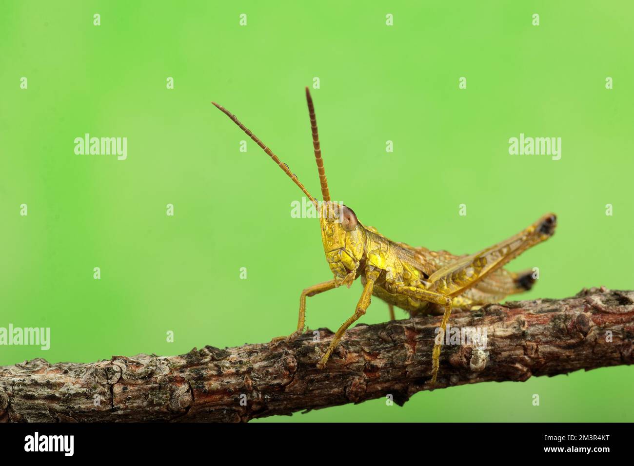 cricket on a stick and a green background Stock Photo - Alamy