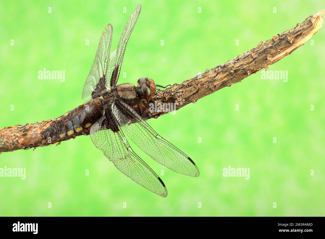 Flat-bellied dragonfly on a twig and a yellow background Stock Photo ...