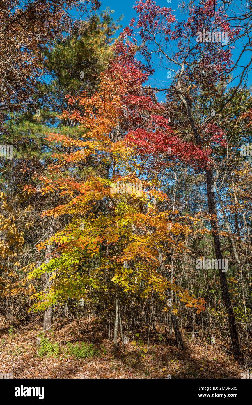 A maple tree changing from green to yellow orange then to red a ...