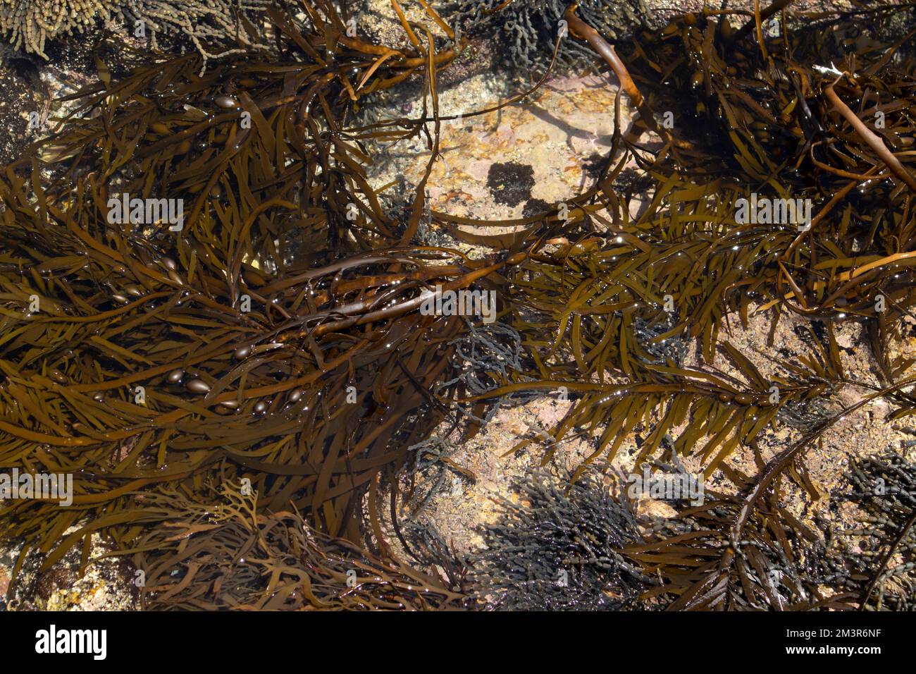 Seaweed and Sand Background shot Stock Photo - Alamy