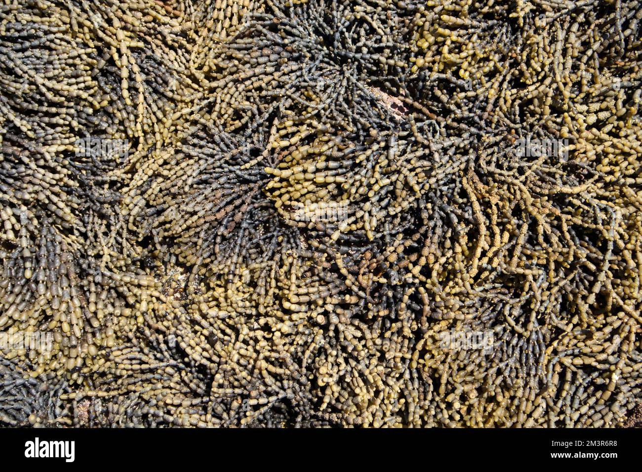 Seaweed contrast hi-res stock photography and images - Alamy
